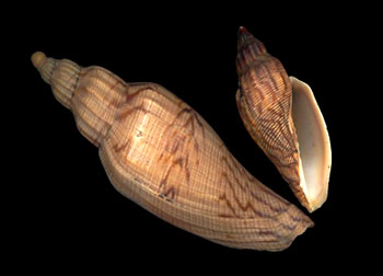 涡螺总科 Volutacea 蓝色动物学（中国动物学科普）